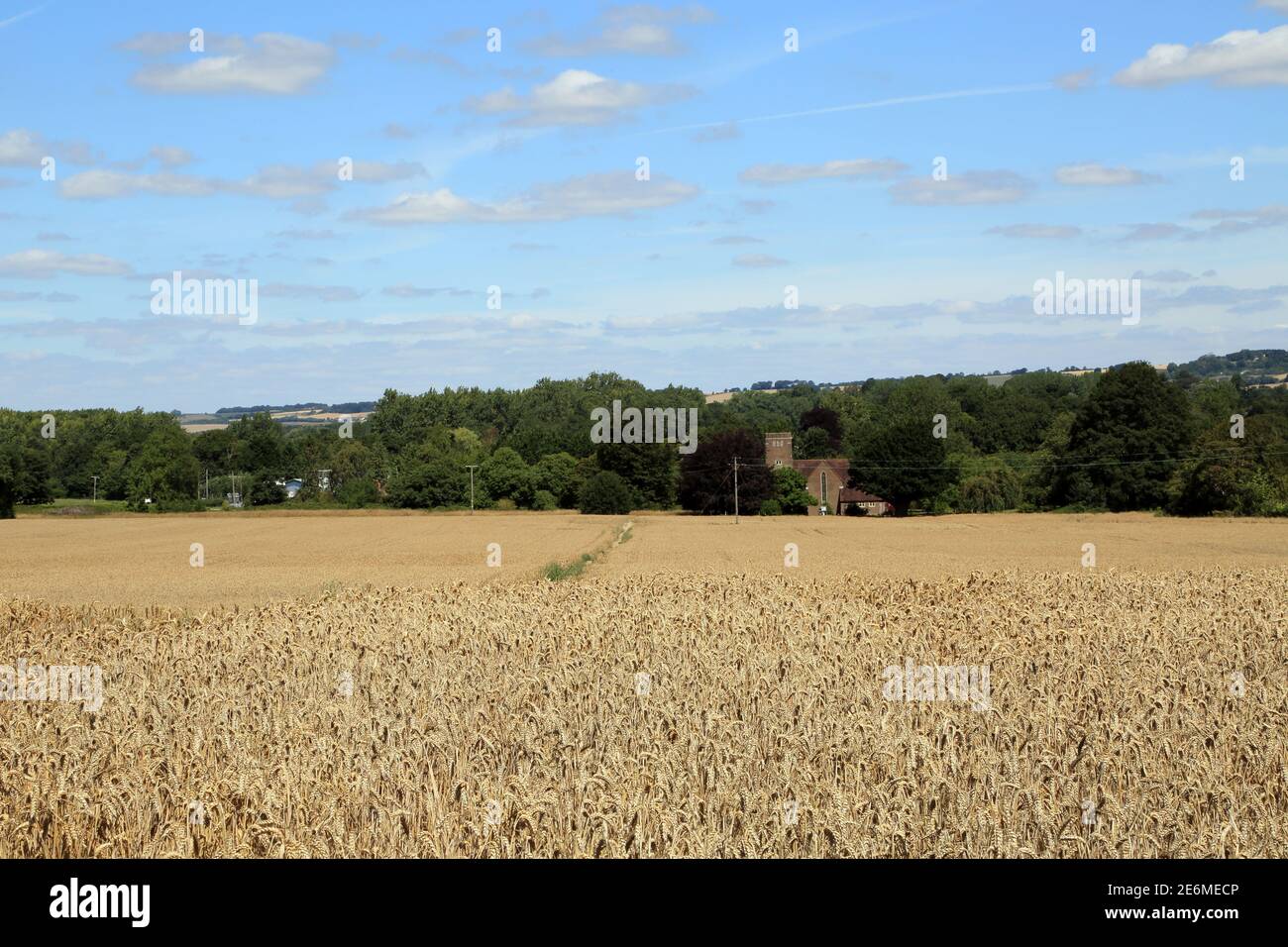 View across wheat field towards St Mary's Church, Little Chart, Ashford ...