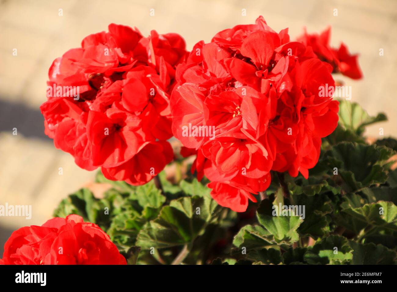 Pelargonium zonale rose hi-res stock photography and images - Alamy