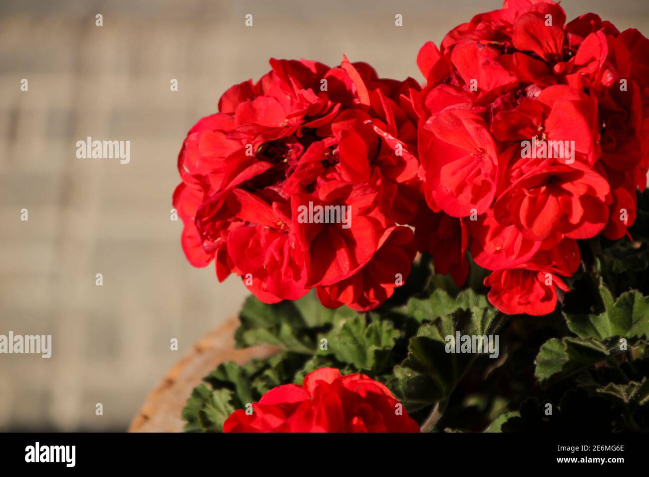 Pelargonium zonale rose hi-res stock photography and images - Alamy