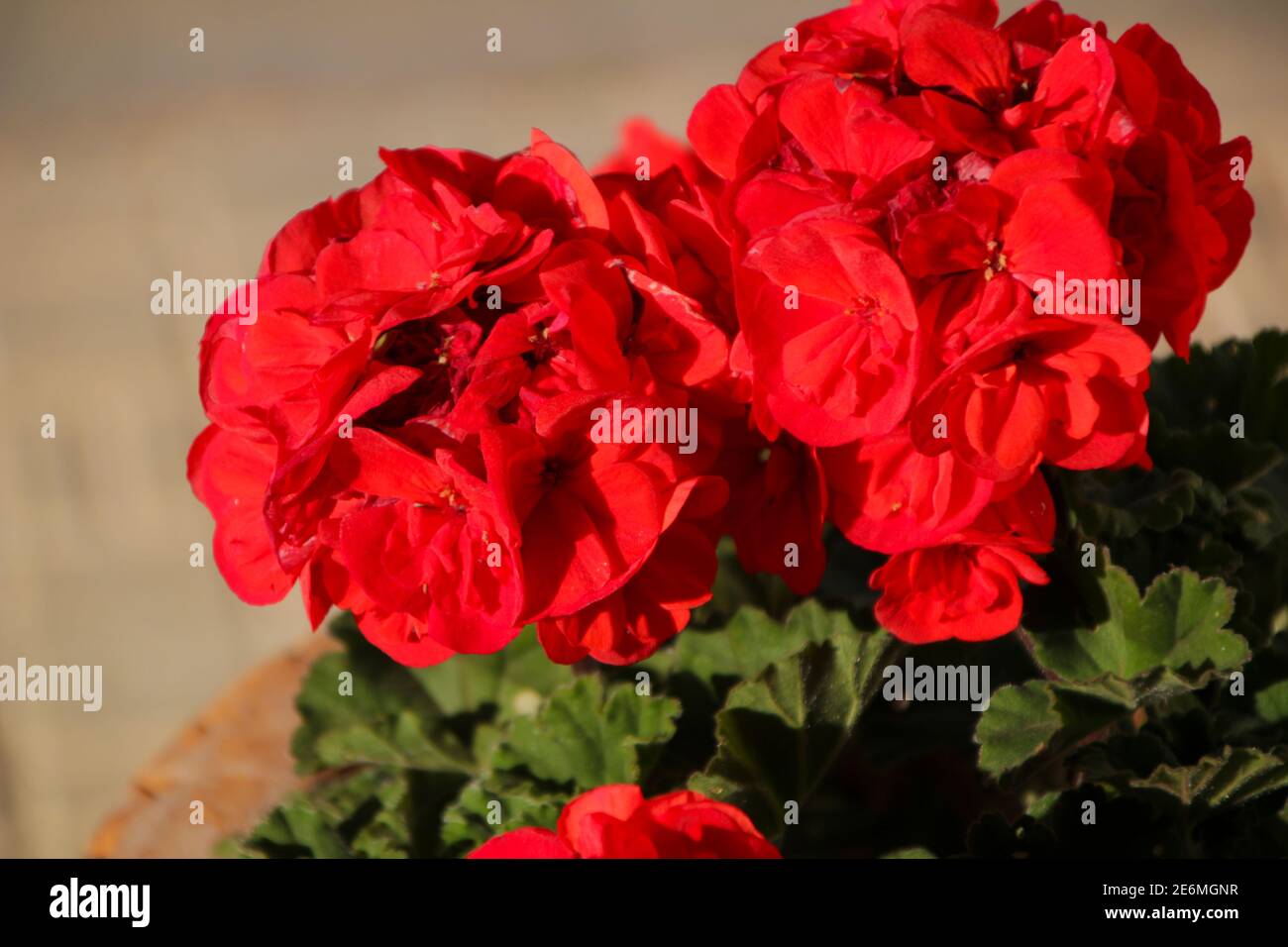 Beautiful Pelargonium zonale plant, common geranium, in the garden ...