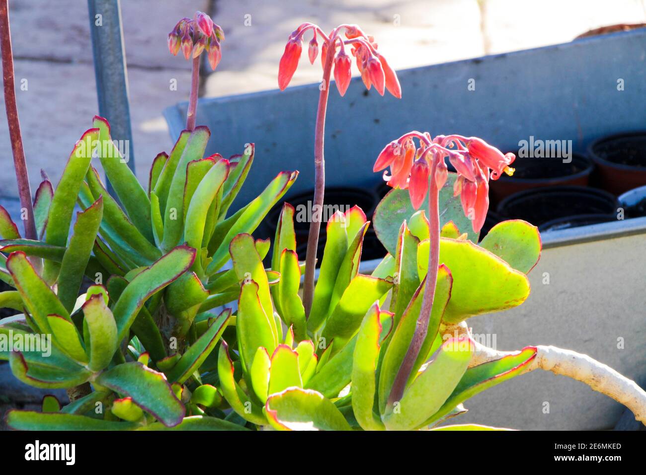 Beautiful Cotyledon Orbiculata plant in the garden Stock Photo - Alamy