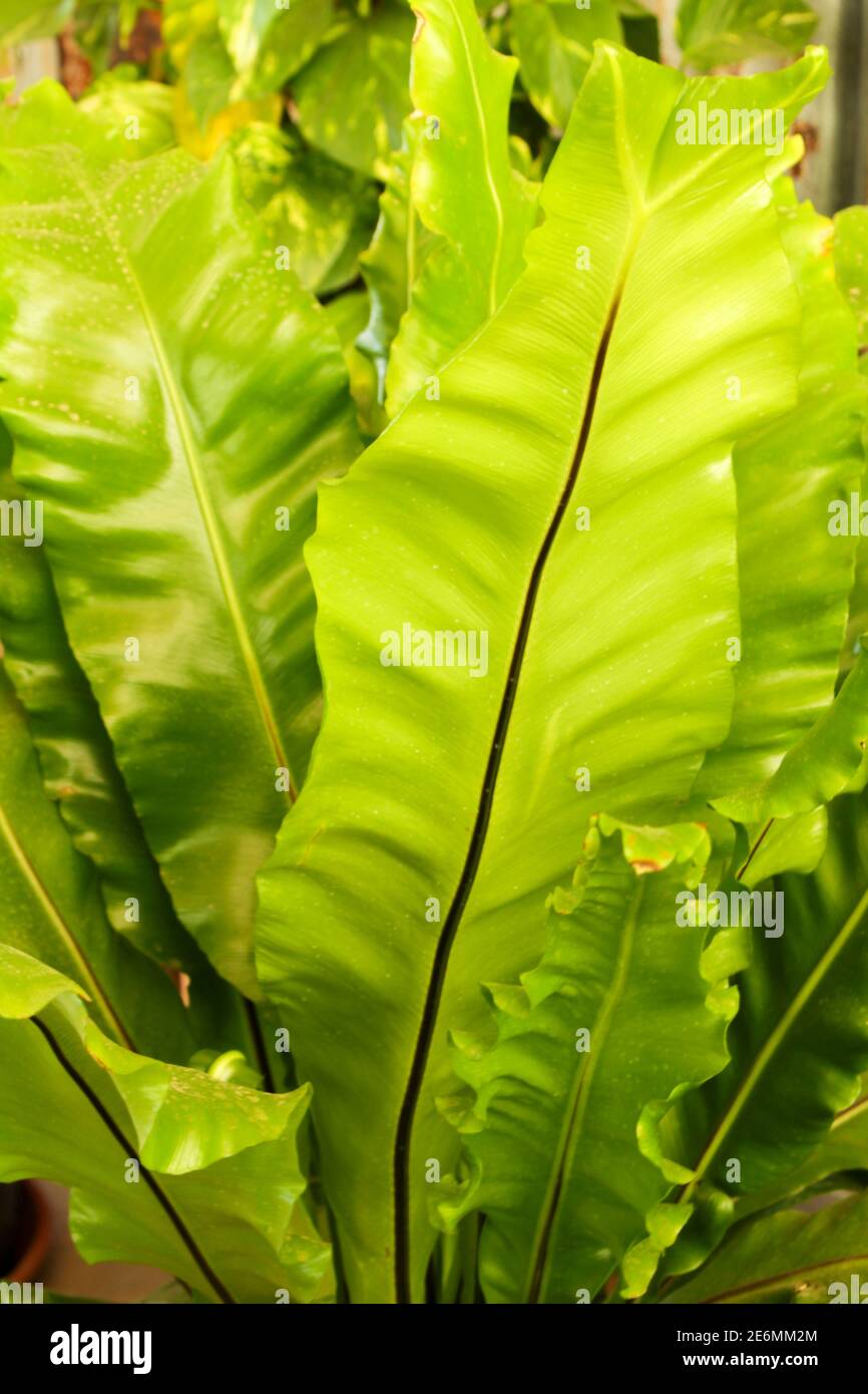 Beautiful Asplenium Nidus plant in the garden under the sun Stock Photo ...