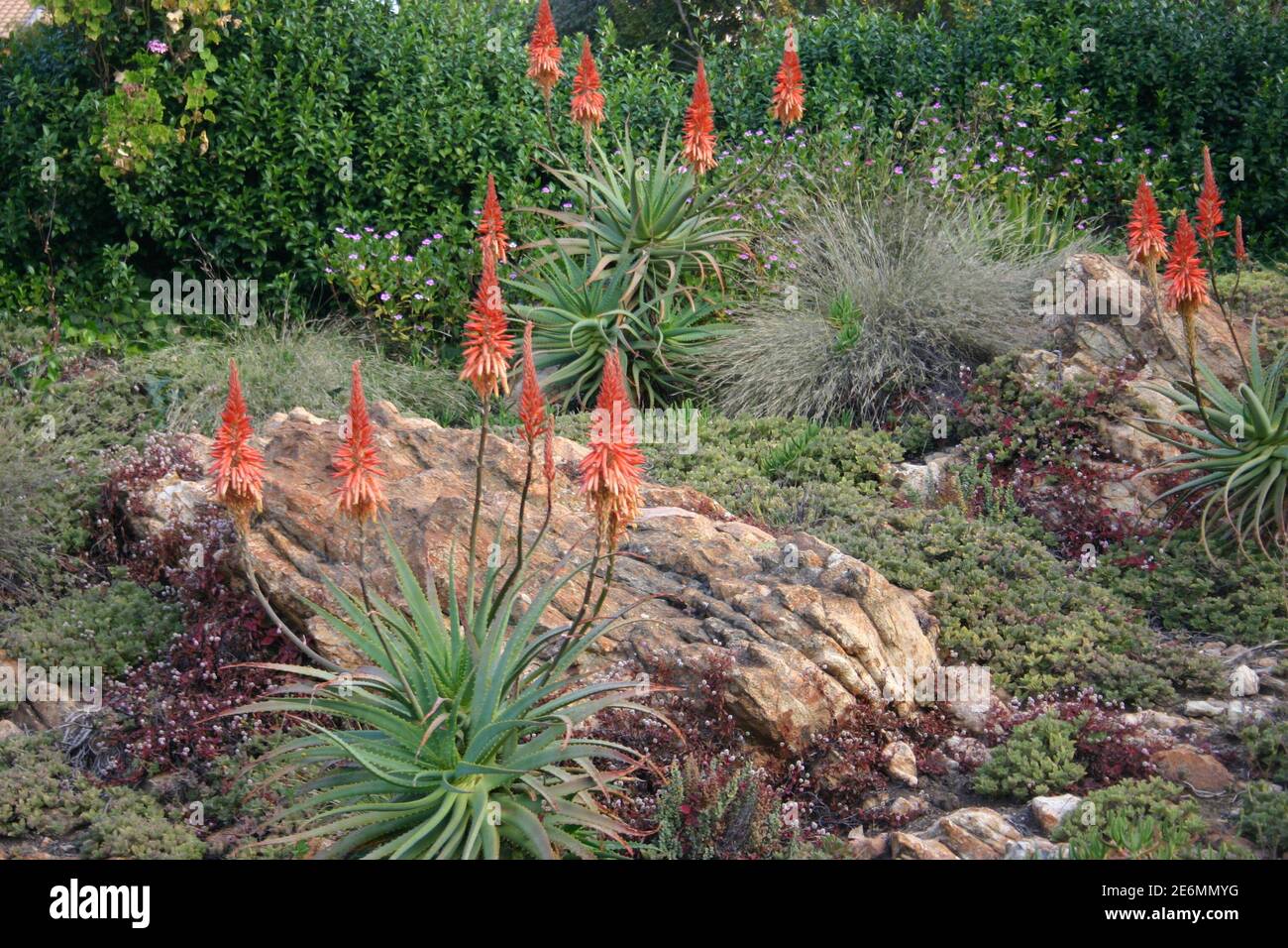 Aloe Vera in bloom Stock Photo - Alamy