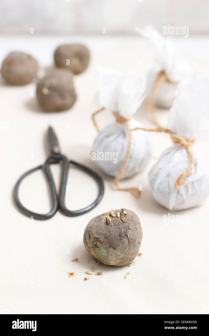 Homemade seed bombs. Clay soil balls embedded with flower seed in ...