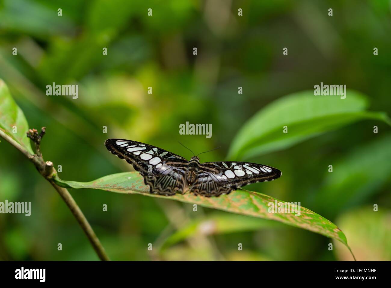 Clipper, Parthenos Sylvia. Close up shot of butterfly Stock Photo - Alamy
