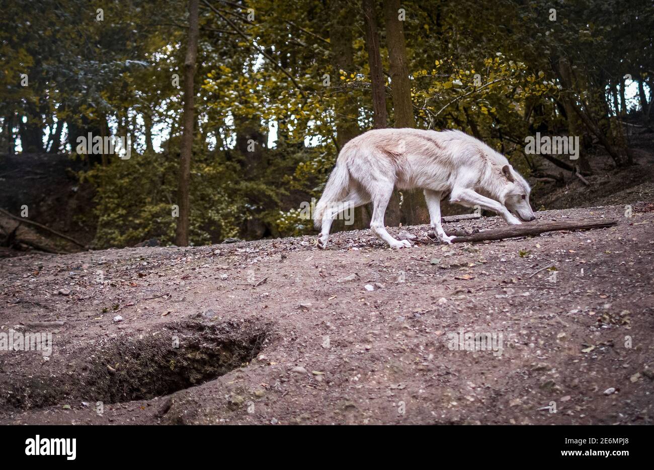 Wolves in the wild france hi-res stock photography and images - Alamy