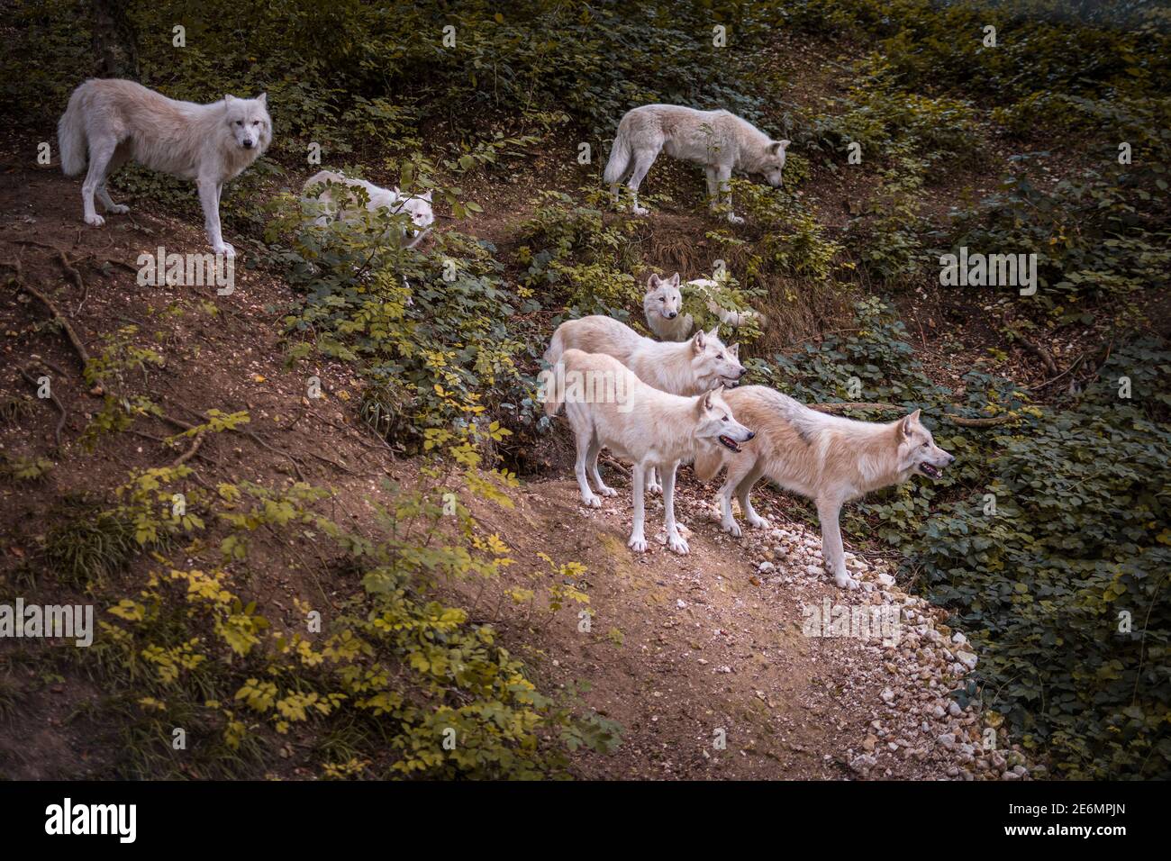 White wolves in France, Canadian Park Stock Photo - Alamy