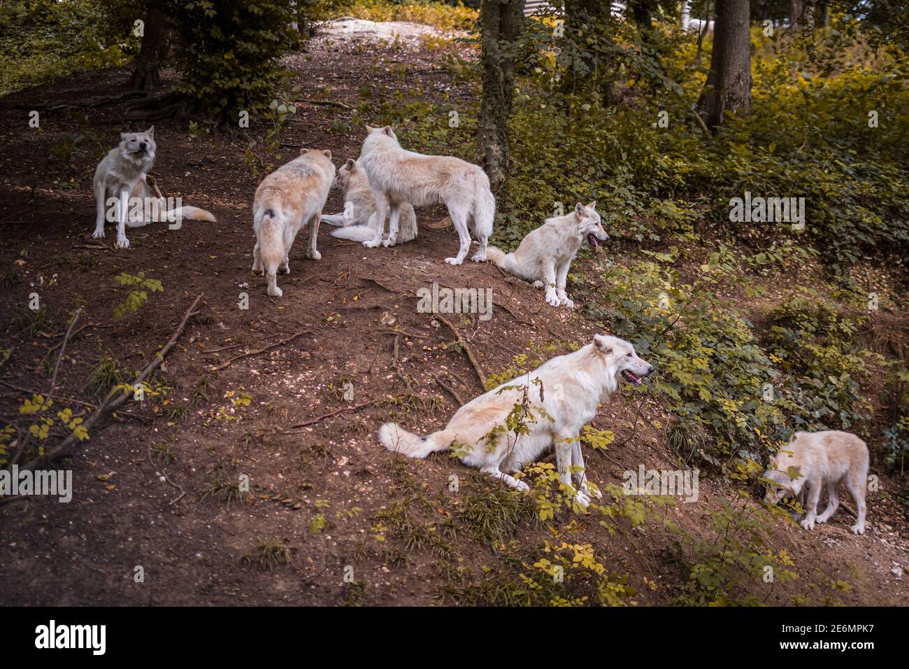 White wolves in France, Canadian Park Stock Photo - Alamy