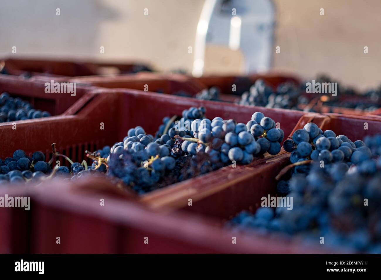 Grapes on a market stall Stock Photo - Alamy