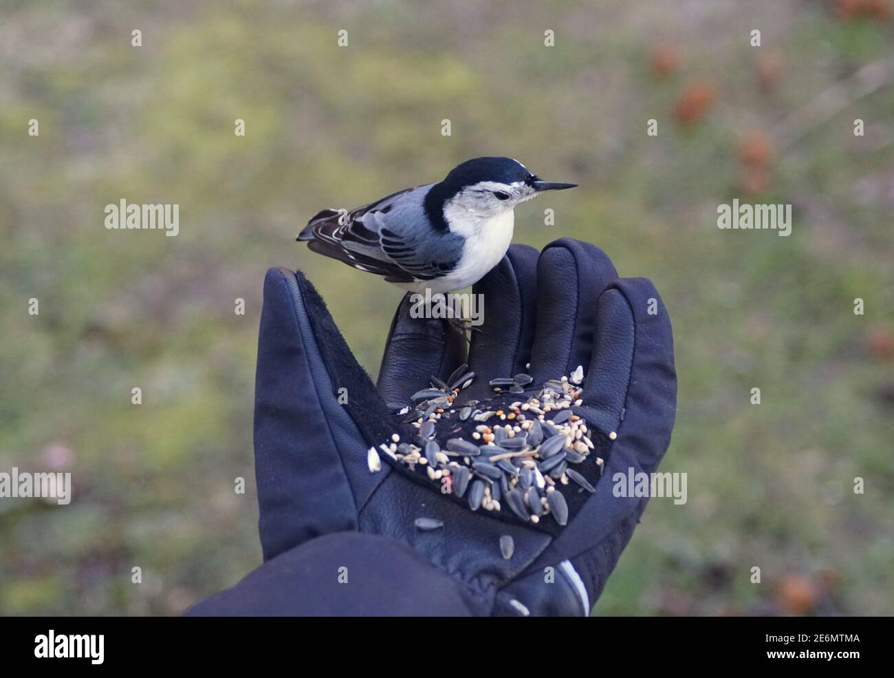 Hand-feeding a white-breasted nuthatch with the mixed of wild seeds and ...