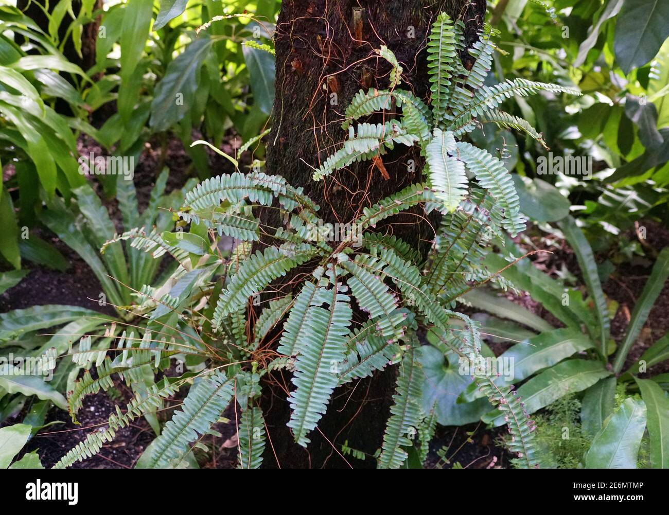 Wild ferns growing on the tree in the woods Stock Photo - Alamy