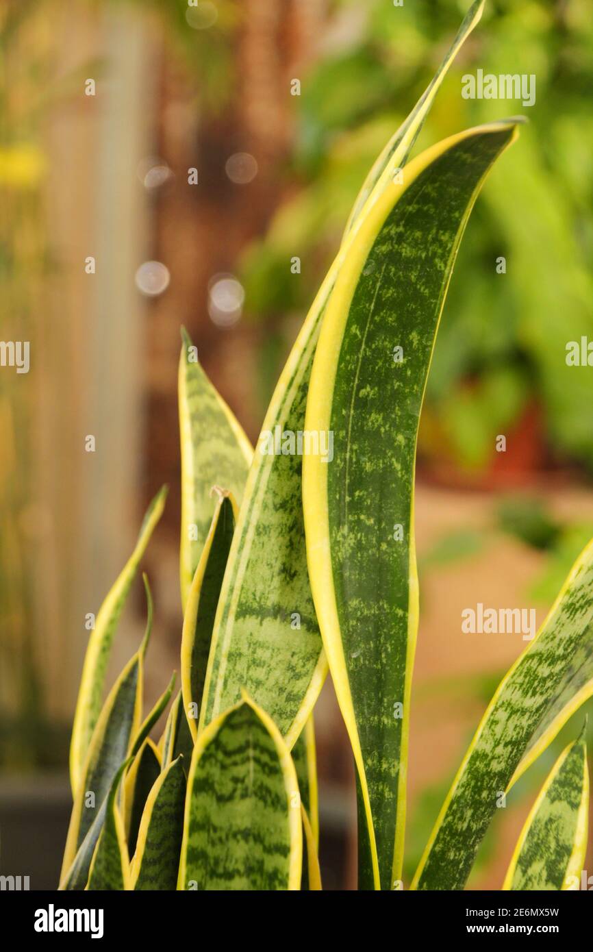 Beautiful Sanseviera Trifasciata (Snake plant) in the garden Stock ...