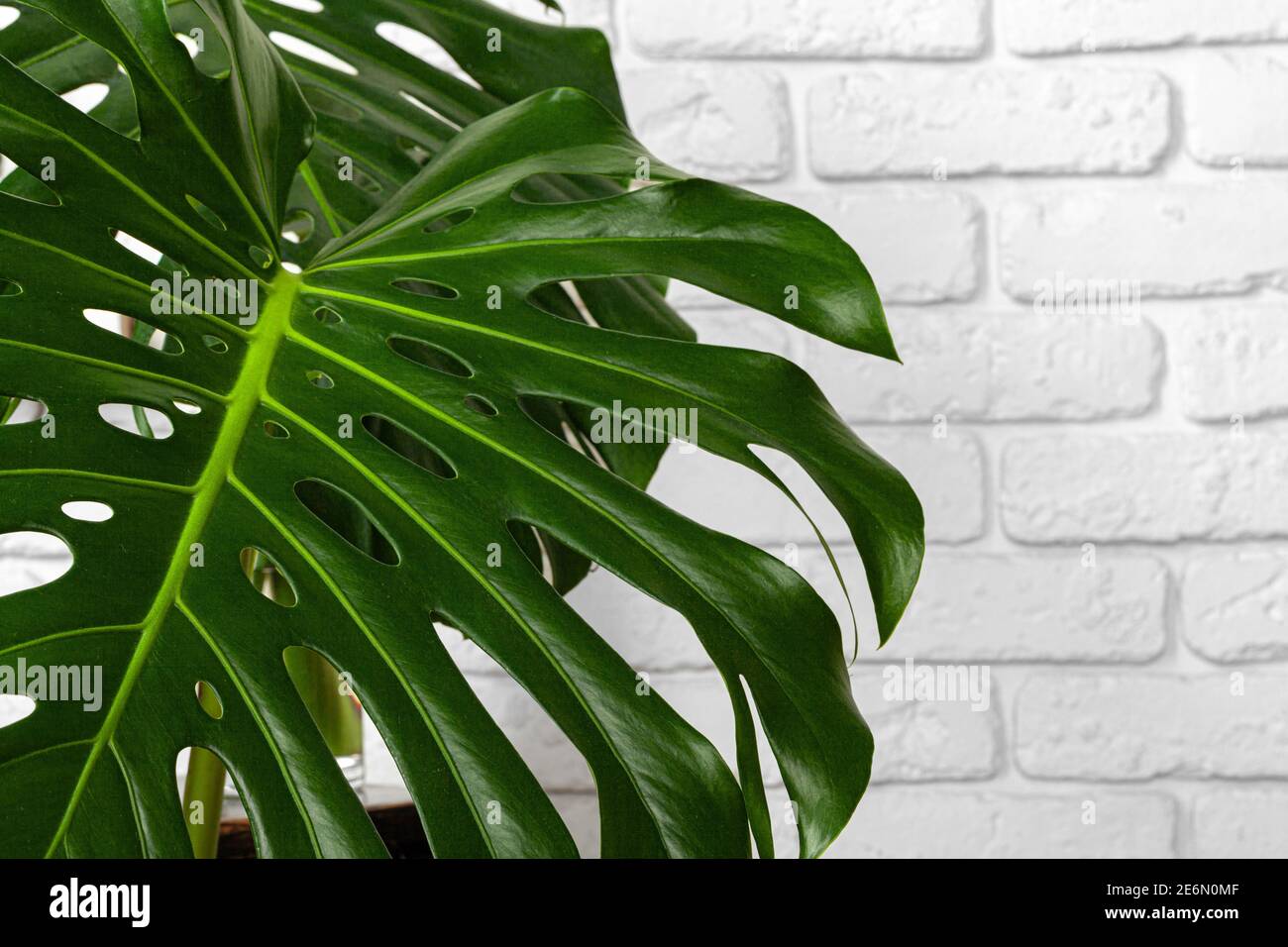 Close up of a monstera plant leaves against white brick wall Stock ...
