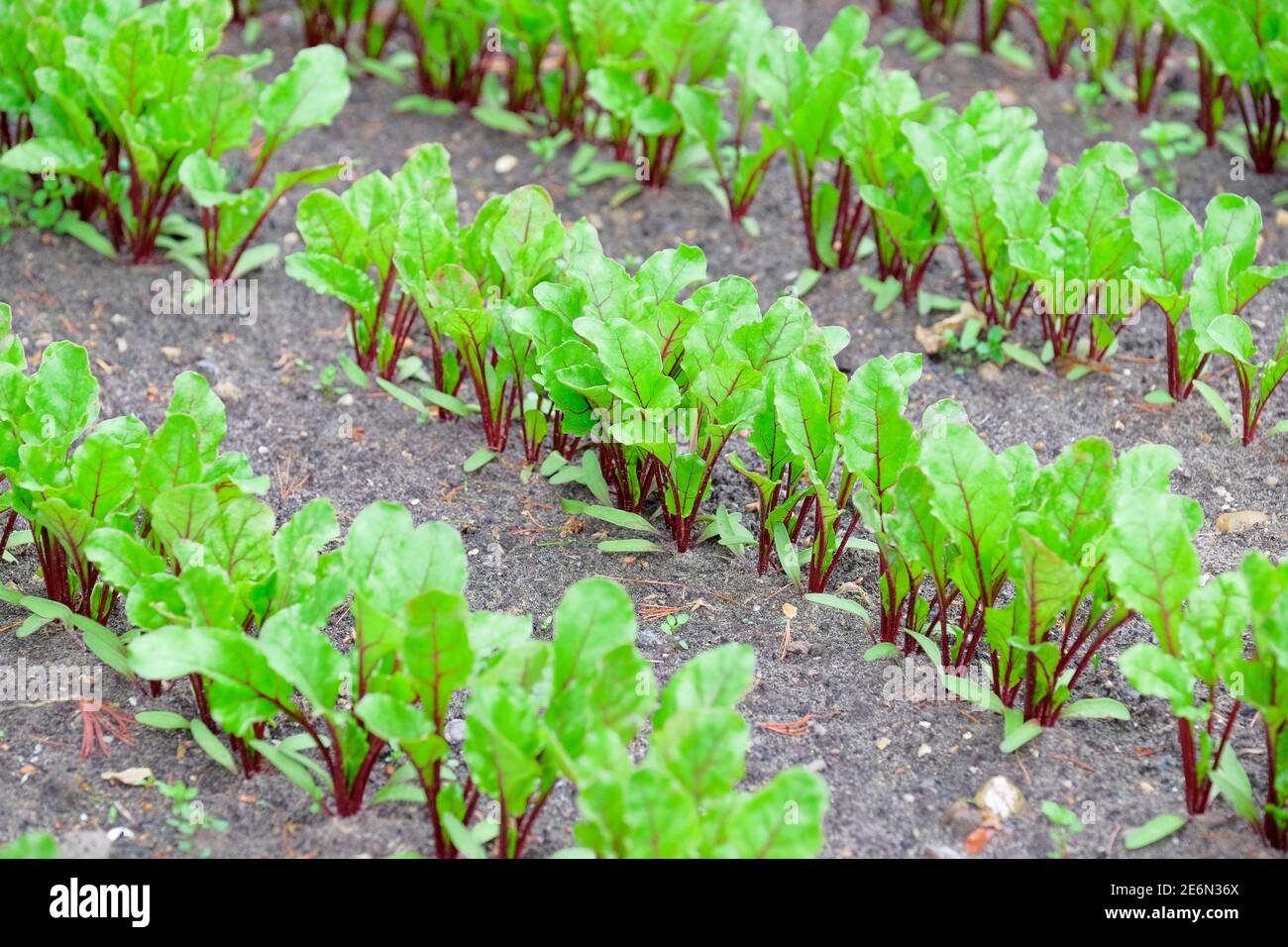 Beta vulgaris beetroot hi-res stock photography and images - Alamy