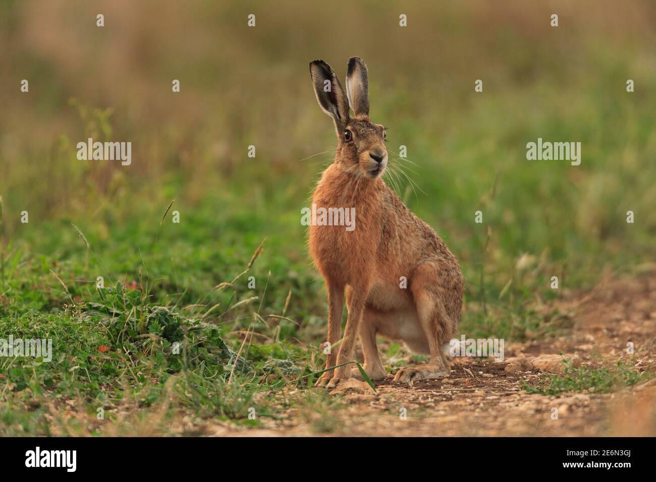 Brown Hare in their natural habitat Stock Photo - Alamy