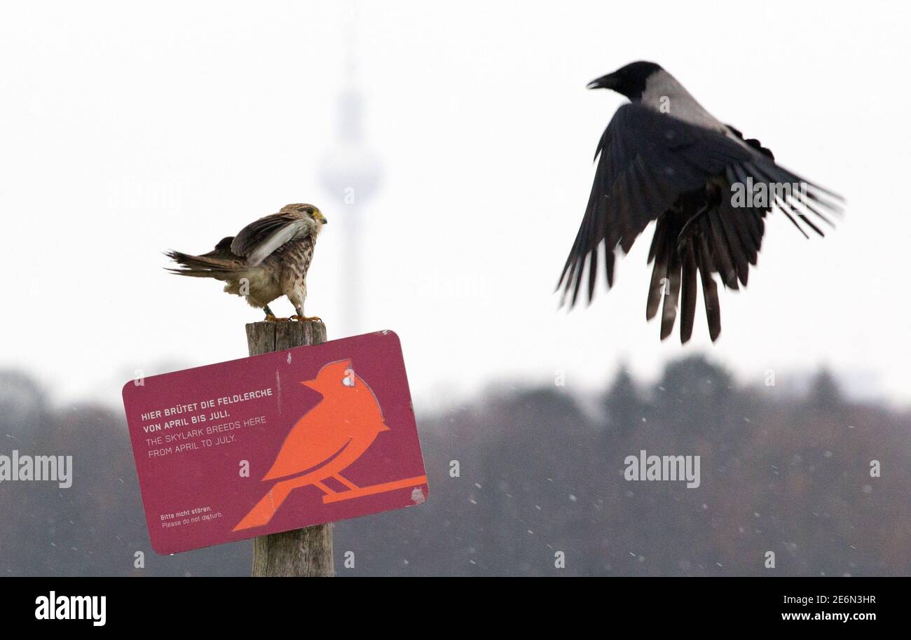 January 15, 2021, Berlin: A kestrel (l) is attacked by a hooded crow on ...