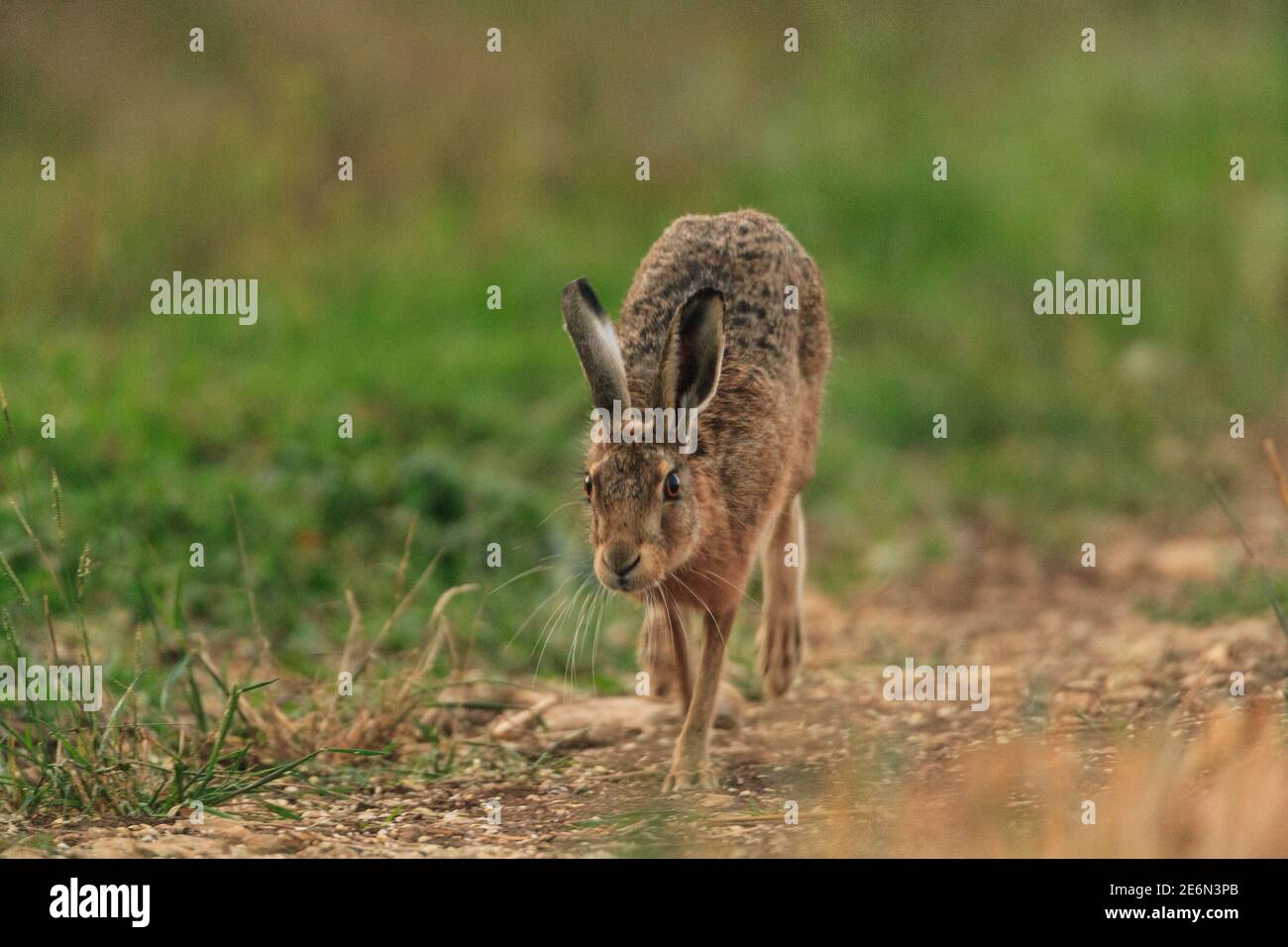 Brown Hare in their natural habitat Stock Photo - Alamy