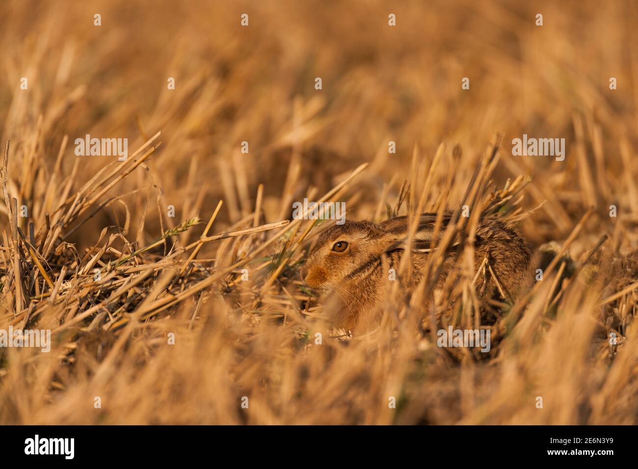 Brown Hare in their natural habitat Stock Photo - Alamy