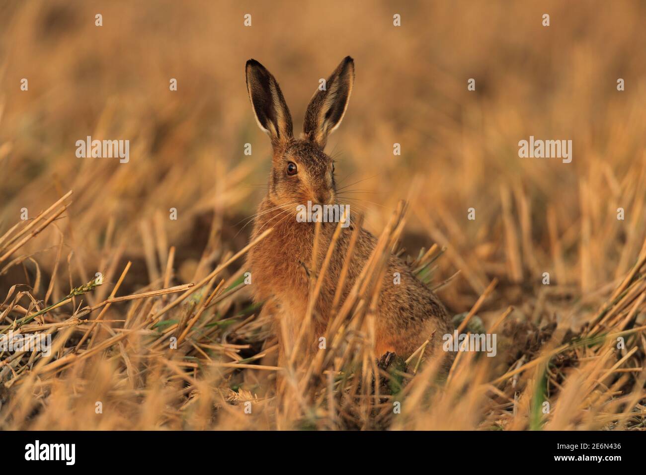 Brown Hare in their natural habitat Stock Photo - Alamy