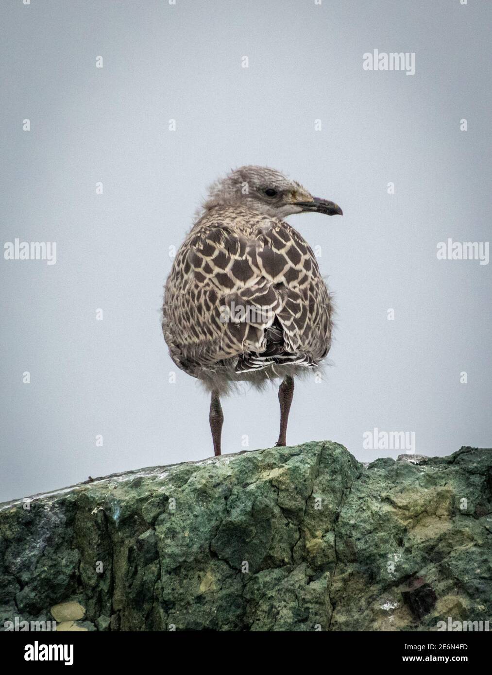 Antarctica stercorariidae hi-res stock photography and images - Alamy