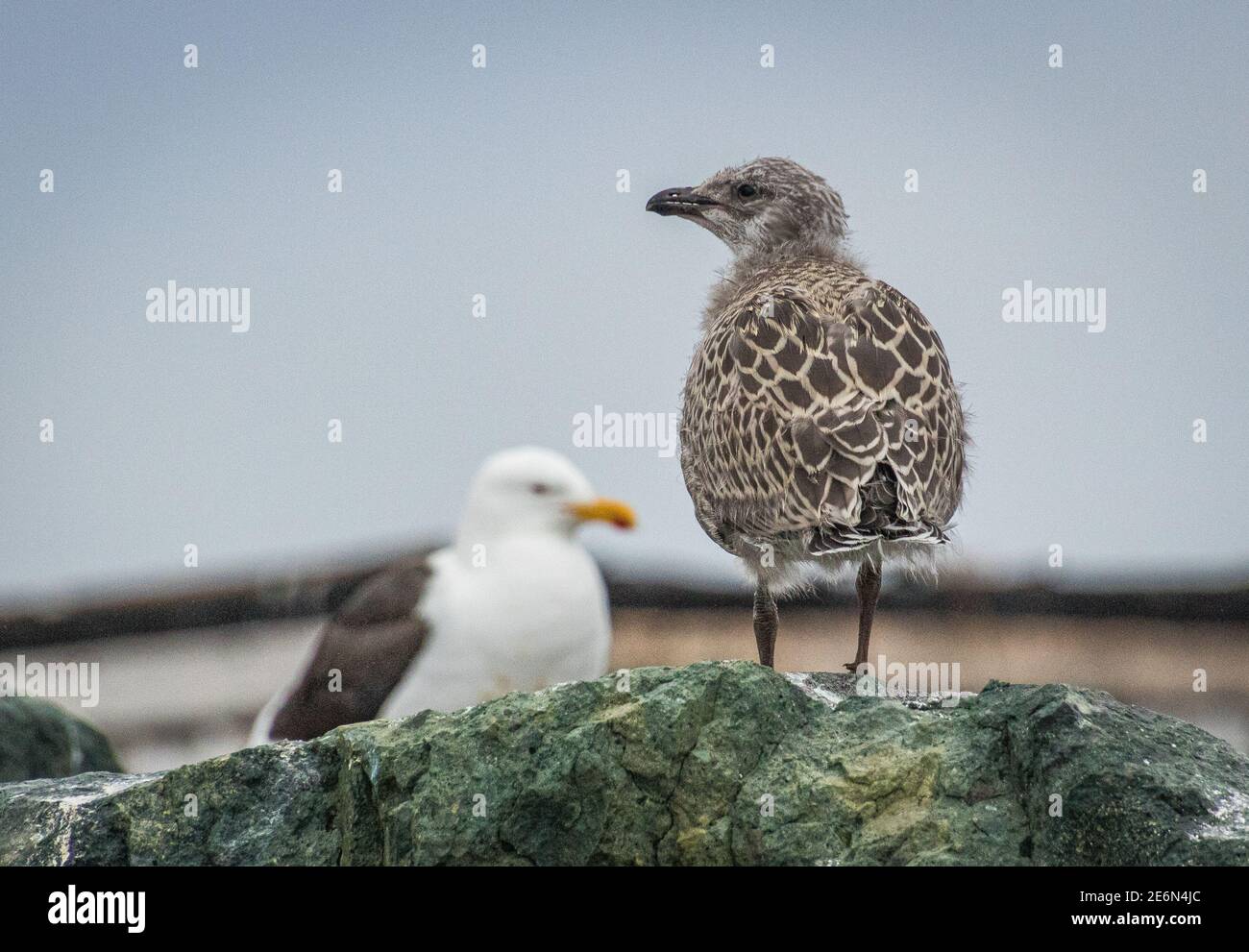 Baby Skua in Antarctica (Stercorariidae Stock Photo - Alamy