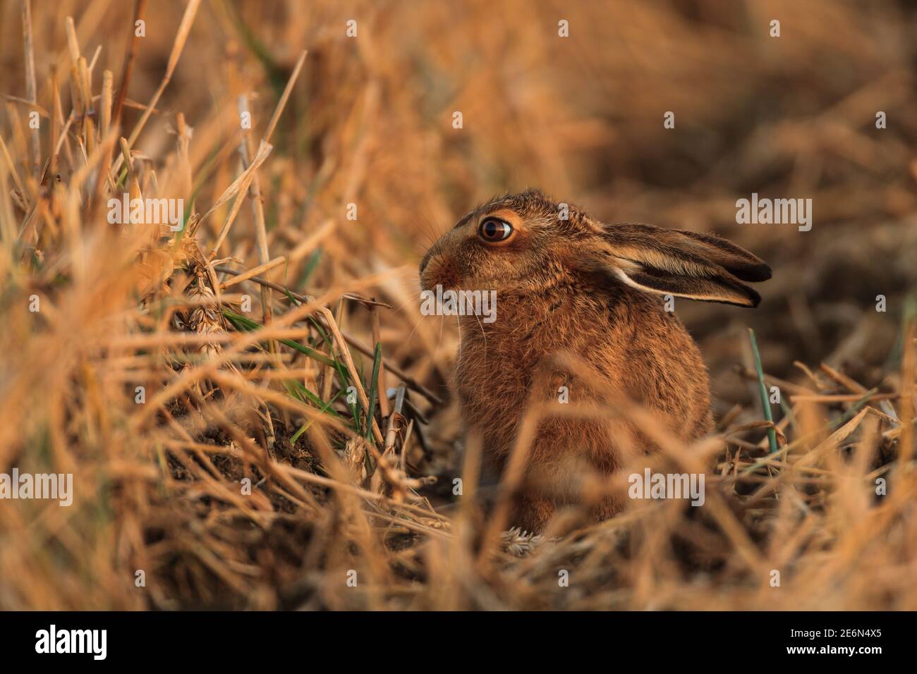 Brown Hare in their natural habitat Stock Photo - Alamy