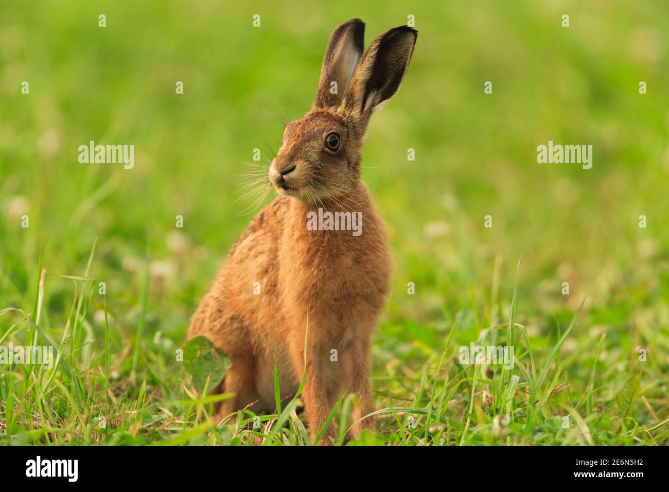 Brown Hare in their natural habitat Stock Photo - Alamy