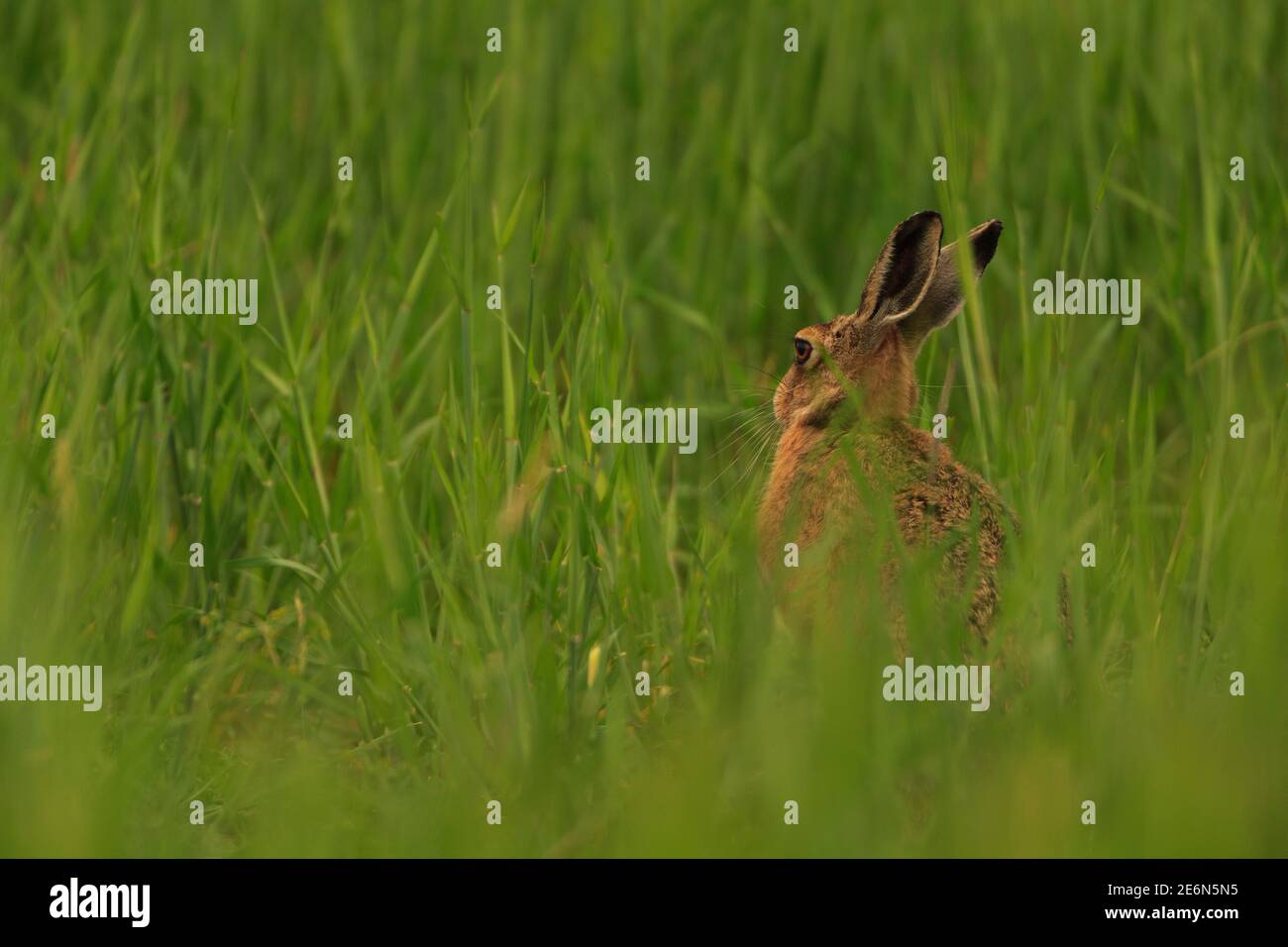 Brown Hare in their natural habitat Stock Photo - Alamy