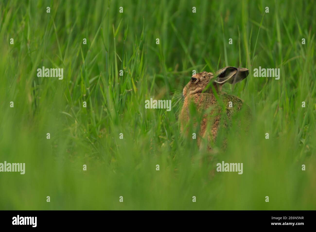 Brown Hare in their natural habitat Stock Photo - Alamy