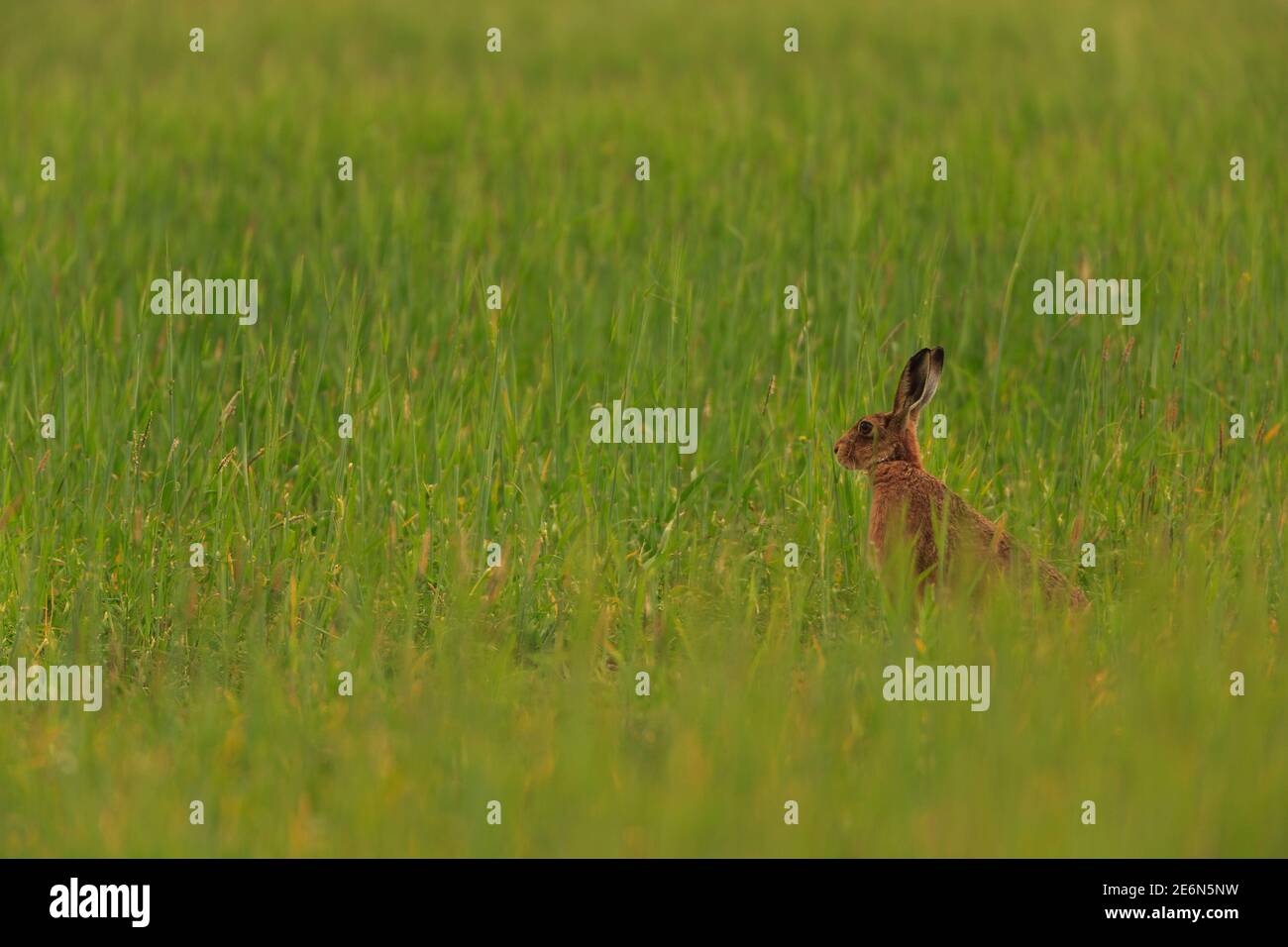 Brown Hare in their natural habitat Stock Photo - Alamy