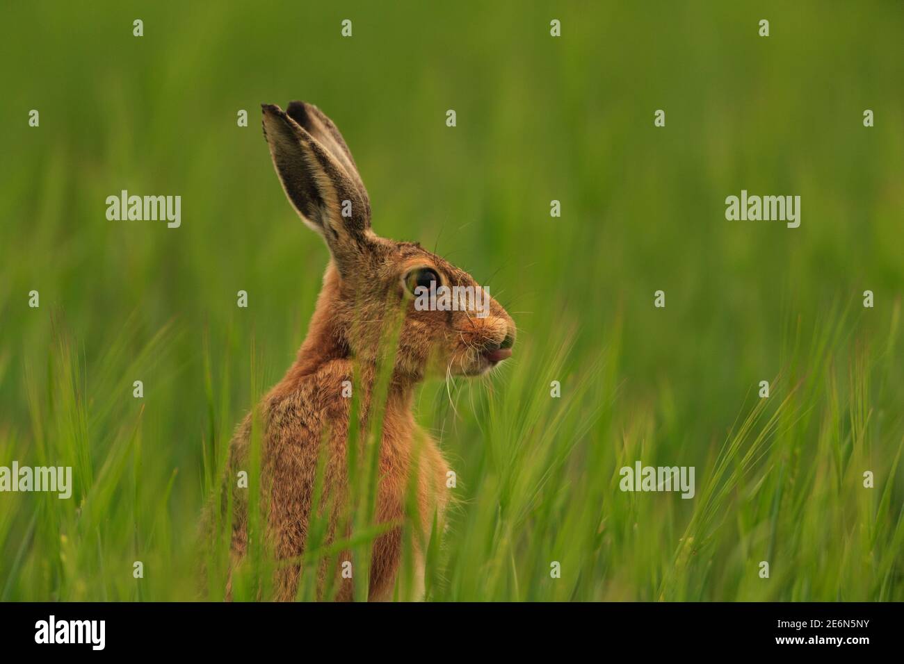 Brown Hare in their natural habitat Stock Photo - Alamy