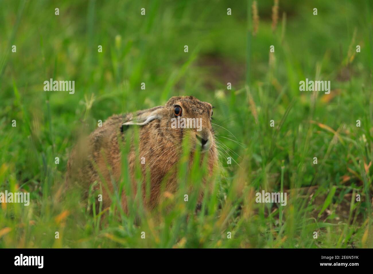 Brown Hare in their natural habitat Stock Photo - Alamy