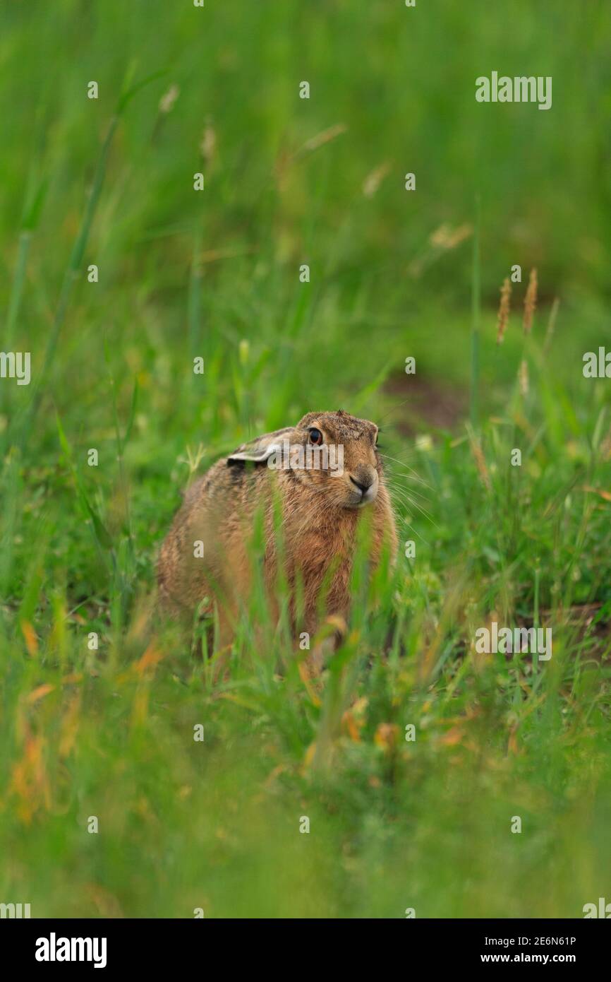 Brown Hare in their natural habitat Stock Photo - Alamy