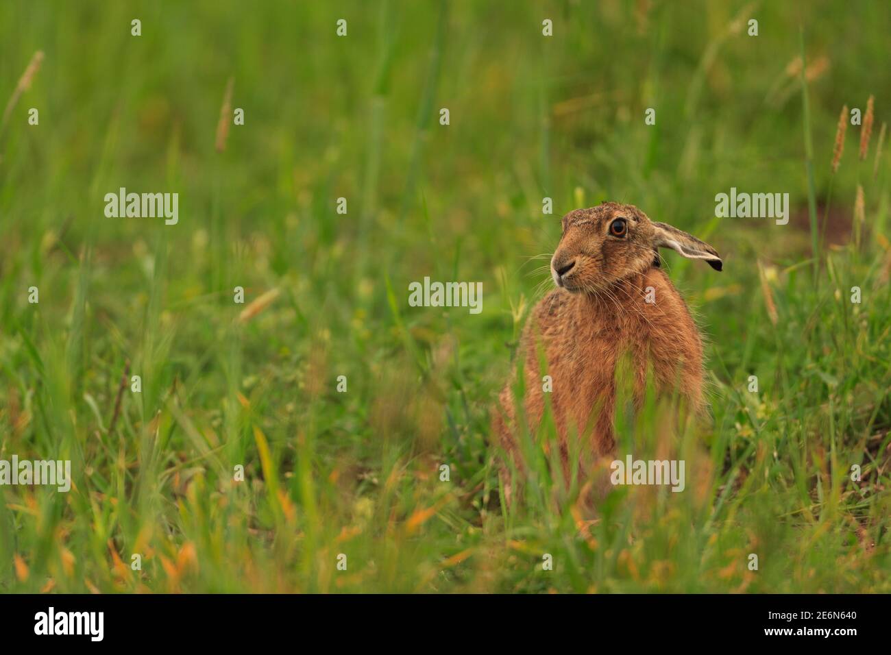 Brown Hare in their natural habitat Stock Photo - Alamy