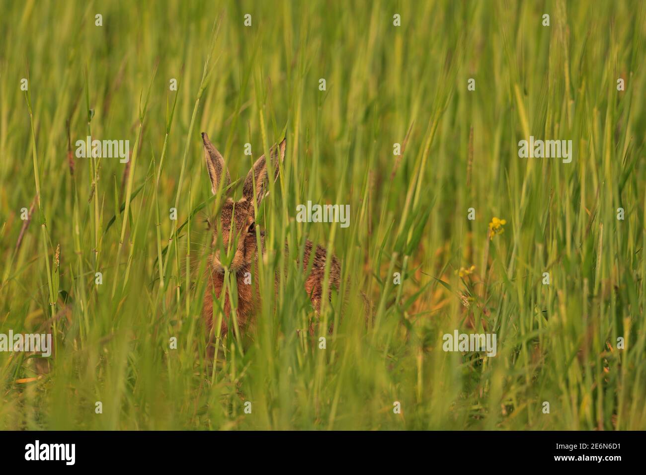 Brown Hare in their natural habitat Stock Photo - Alamy