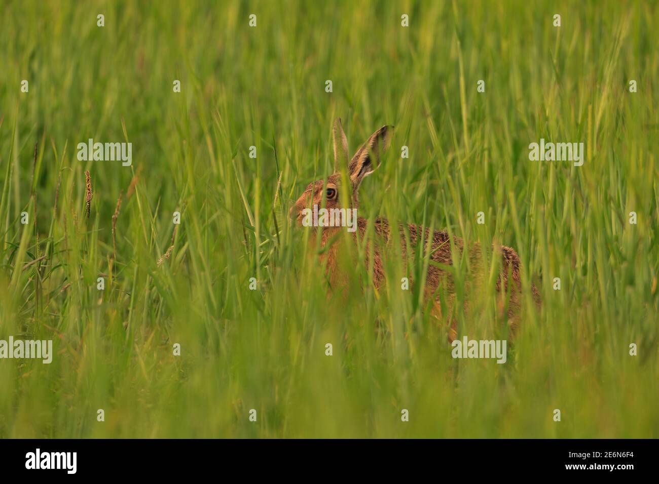 Brown Hare in their natural habitat Stock Photo - Alamy