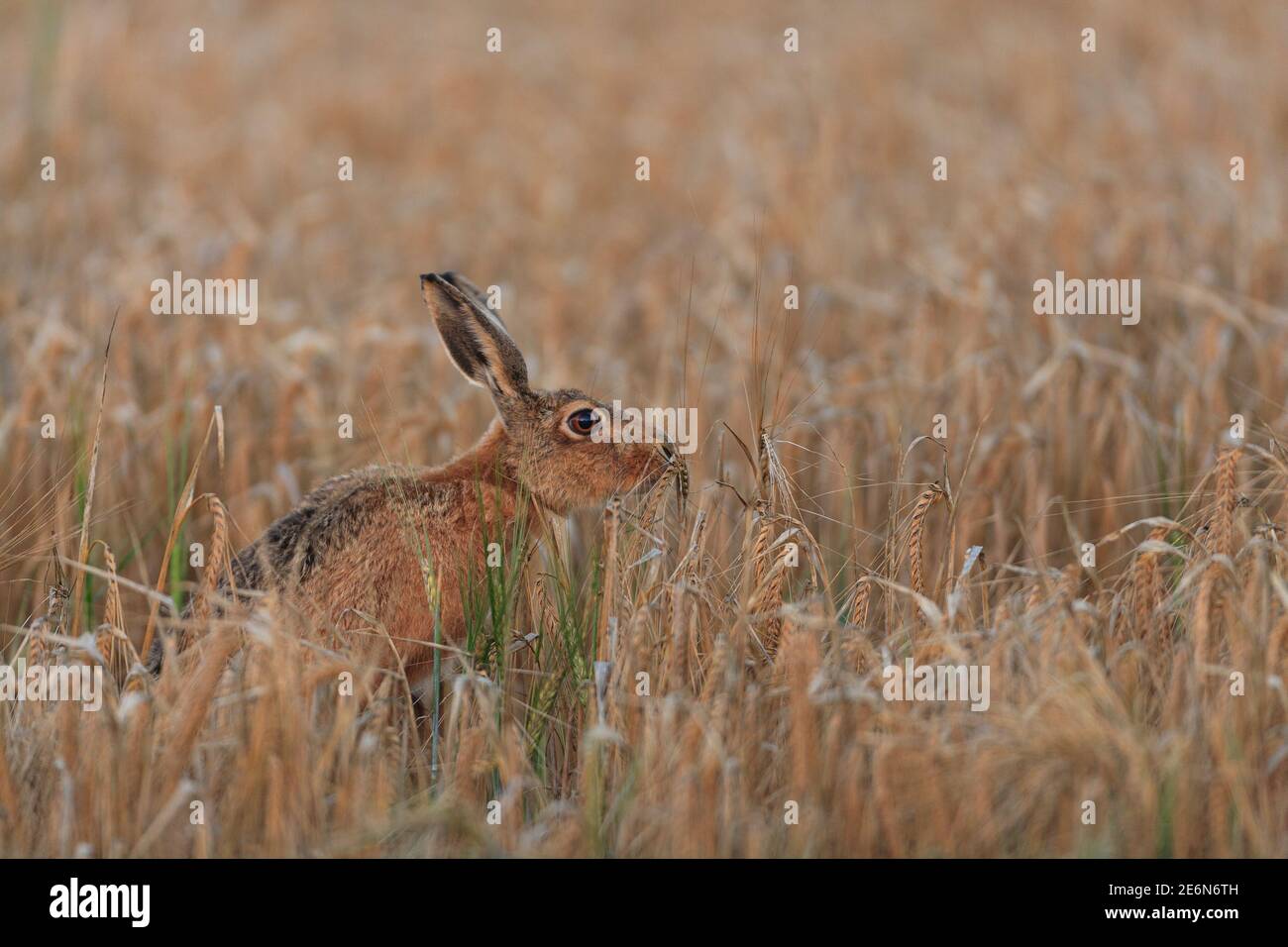 Brown Hare in their natural habitat Stock Photo - Alamy