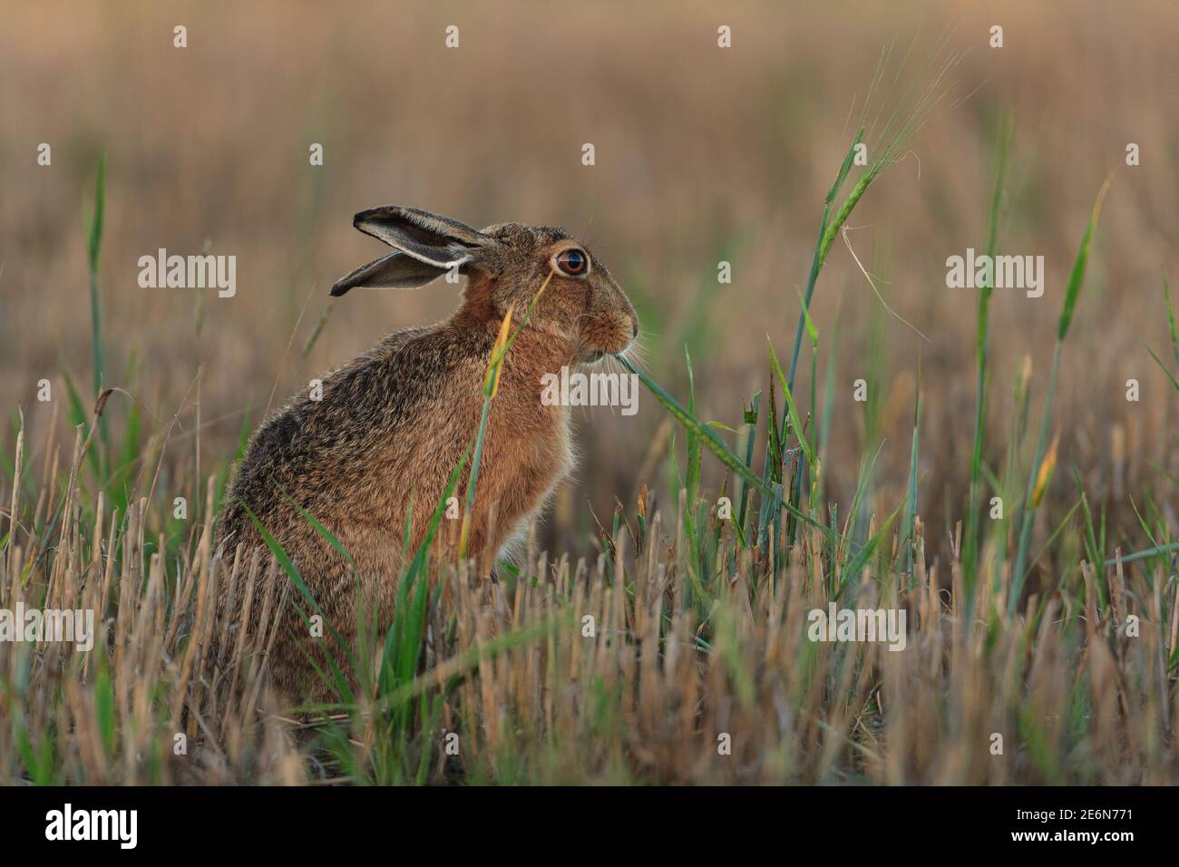 Harvest hare hi-res stock photography and images - Alamy