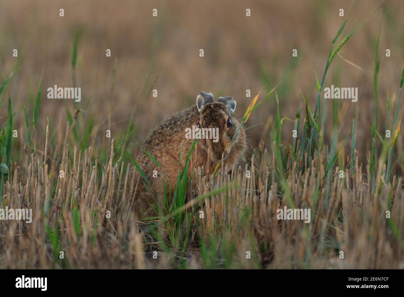 Brown Hare in their natural habitat Stock Photo - Alamy