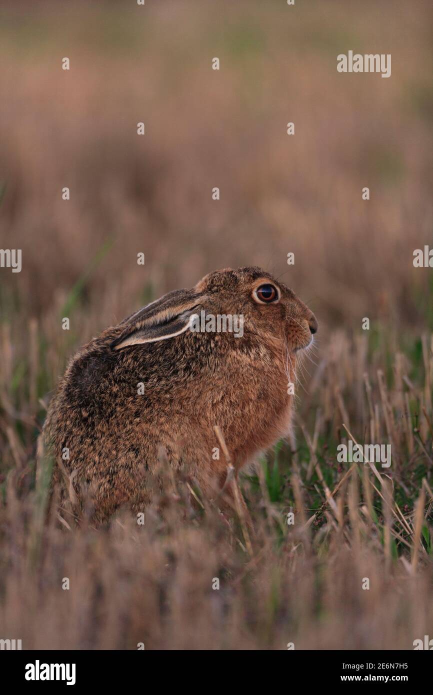 Brown Hare in their natural habitat Stock Photo - Alamy
