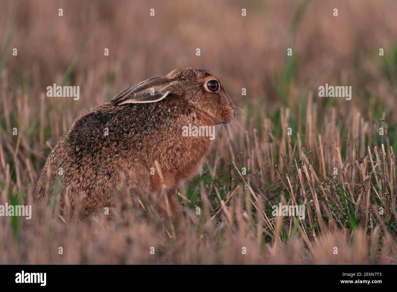 Brown Hare in their natural habitat Stock Photo - Alamy