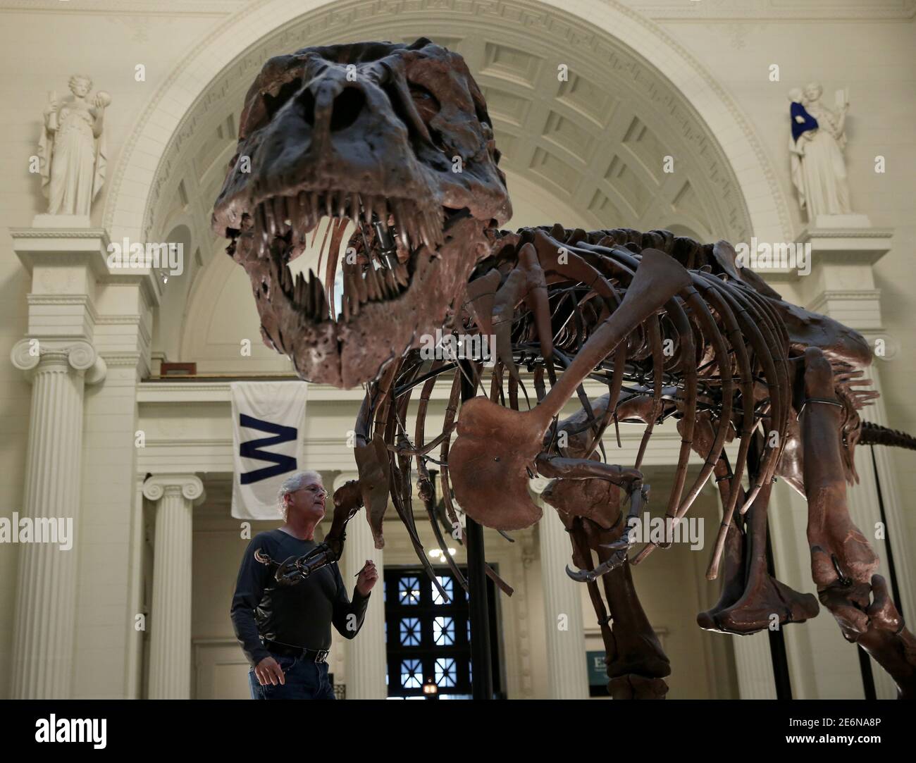 Field Museum Chicago Sue High Resolution Stock Photography and Images ...