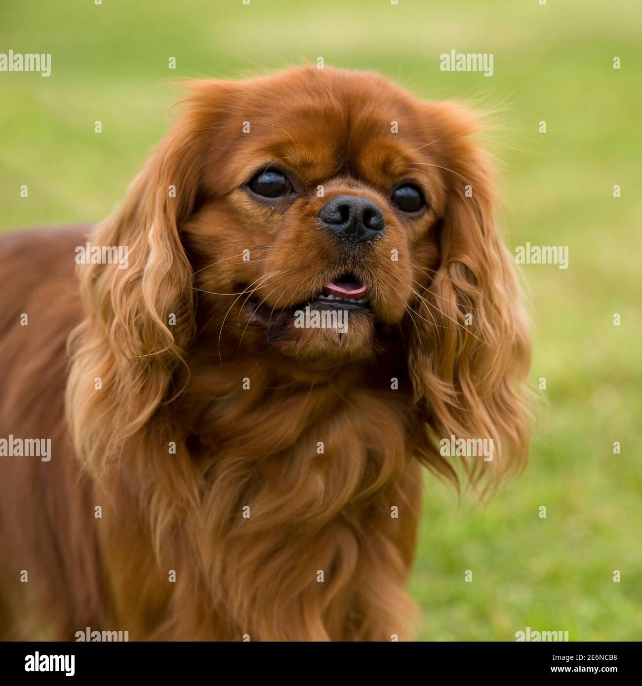 Cavalier King Charles Spaniel Ruby High Resolution Stock Photography ...