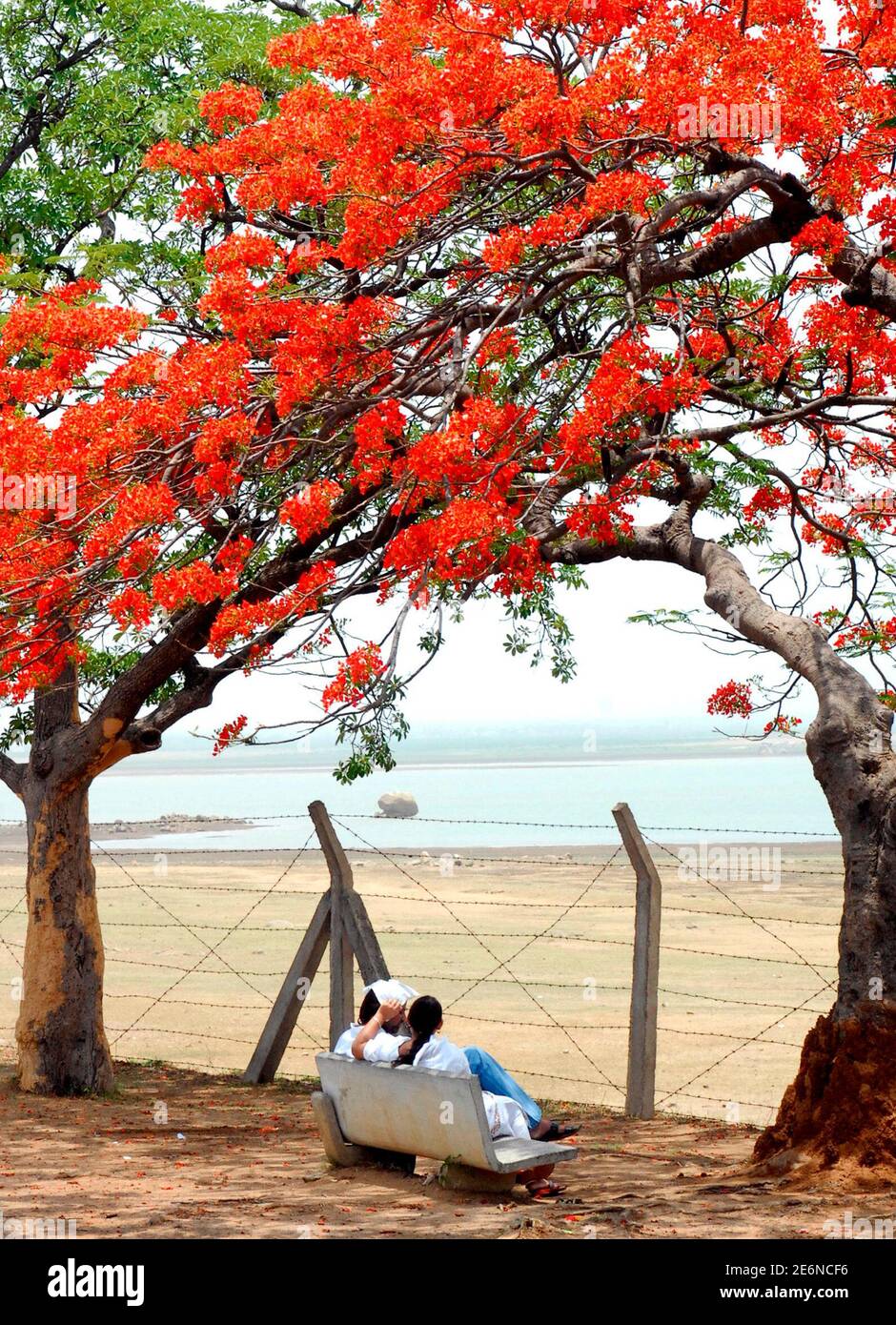 Under Gulmohar Tree High Resolution Stock Photography and Images - Alamy