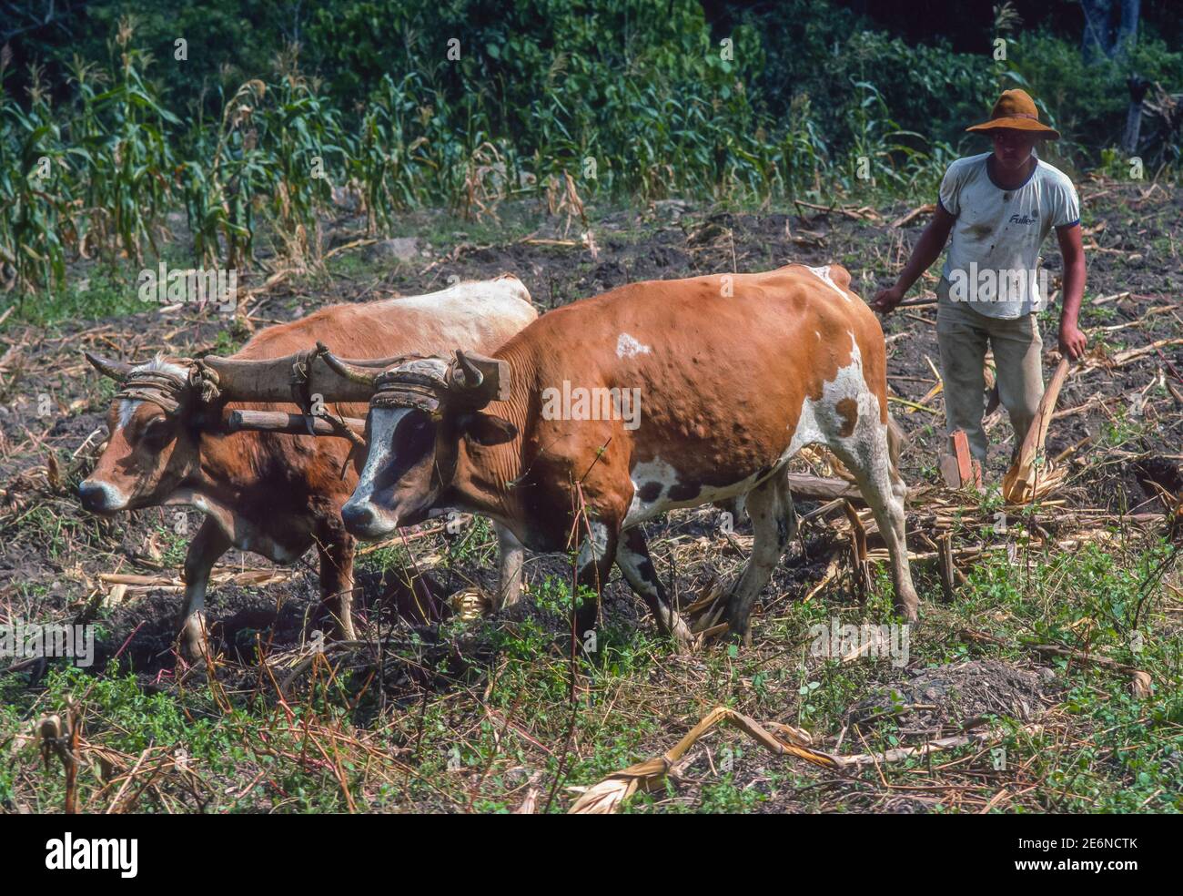 Rural farmer venezuela hi-res stock photography and images - Alamy