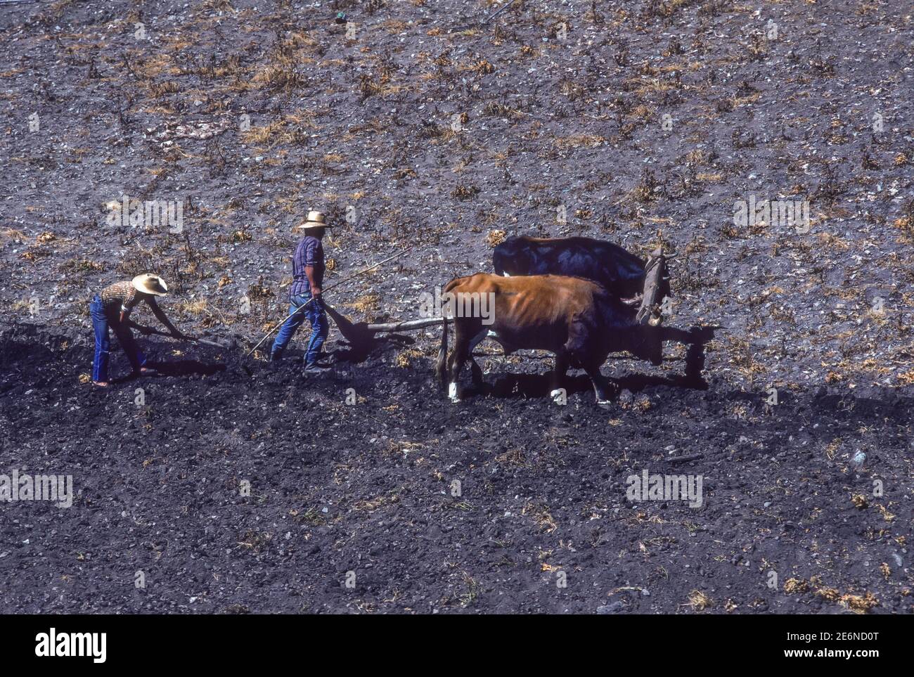 TIMOTES, MERIDA STATE, VENEZUELA, 1988 - Men plowing with oxen on small ...