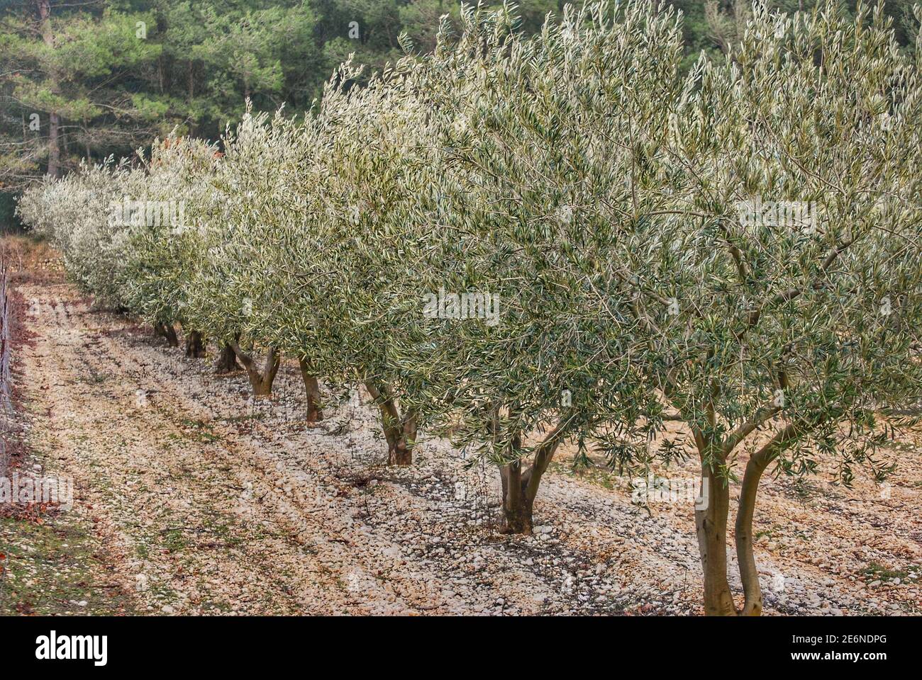 Olive tree cultivation hi-res stock photography and images - Alamy