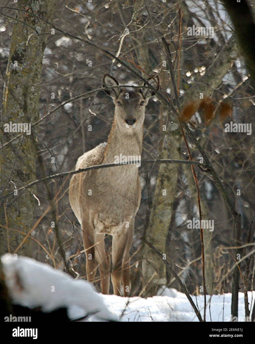 Dachigam wildlife hi-res stock photography and images - Alamy