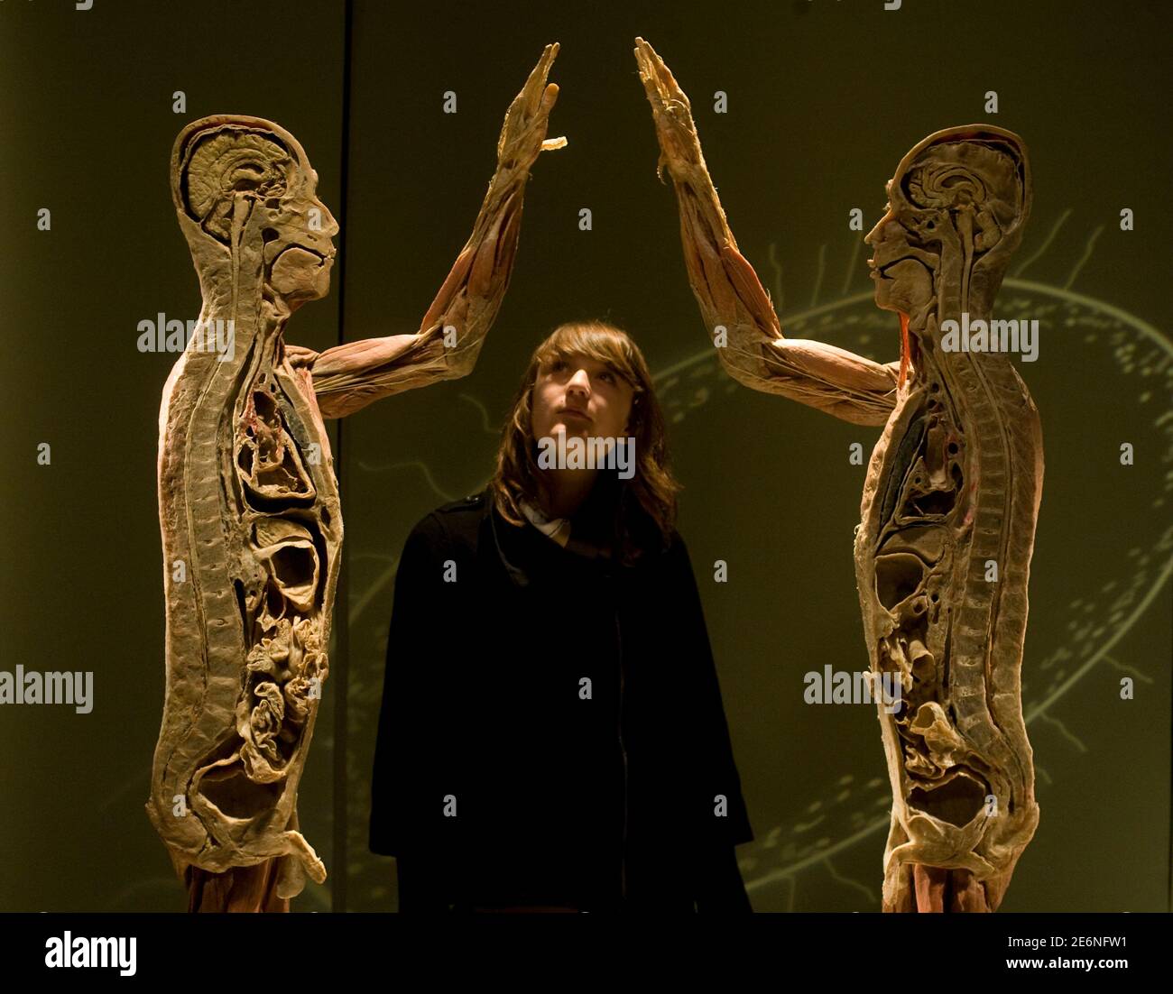 Plastination Specimen High Resolution Stock Photography and Images - Alamy