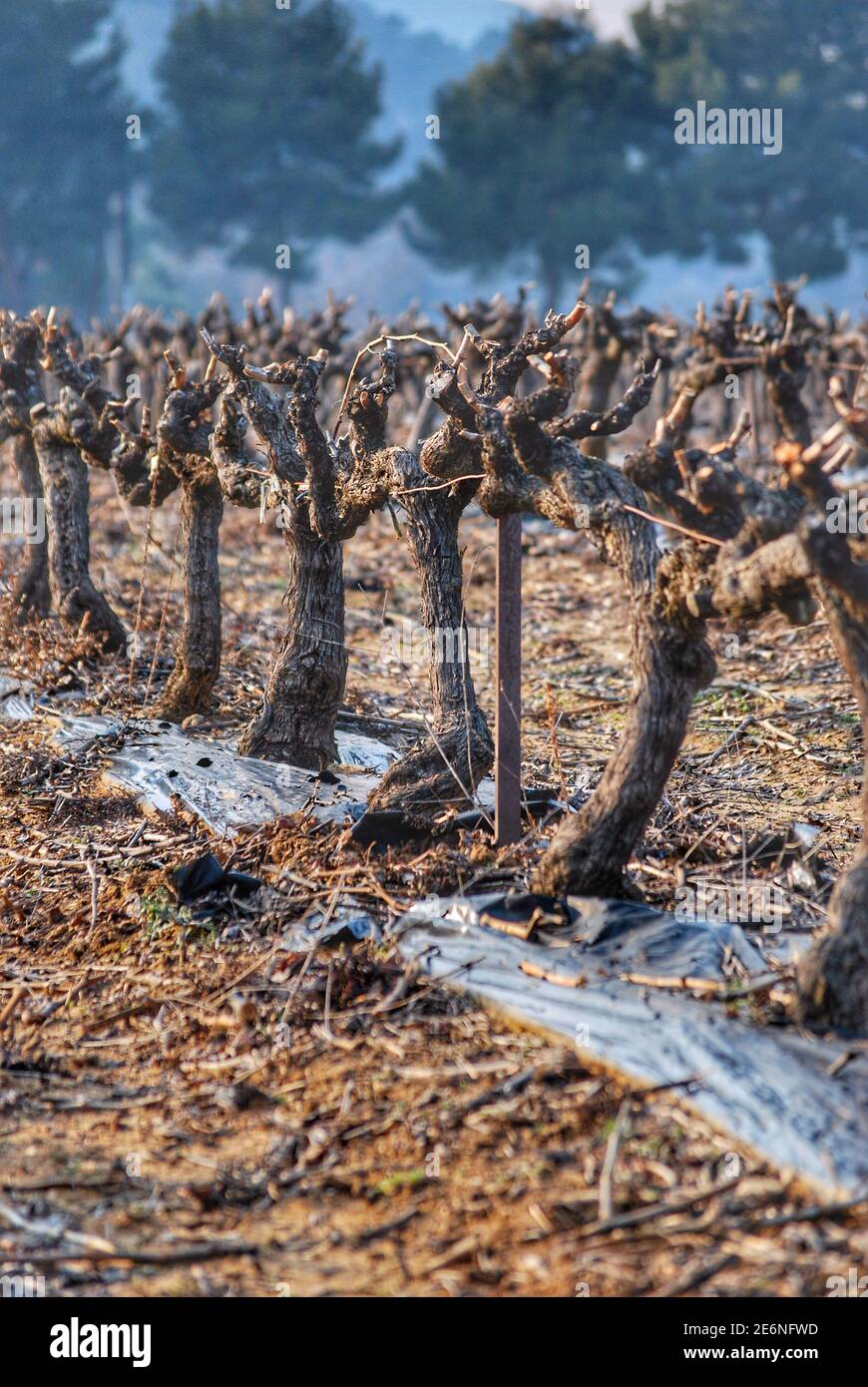 Pruned vines hi-res stock photography and images - Alamy